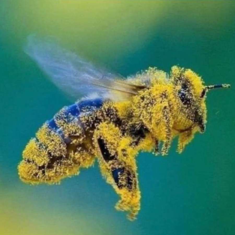 Especies y Variedades polinización asistida - Europollen